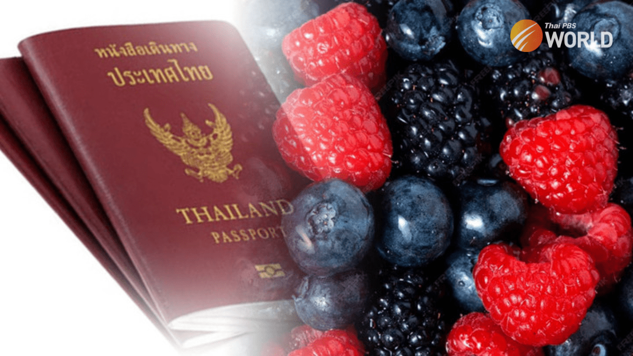 Issuance of new work visas for Thai berry pickers in Finland paused ...